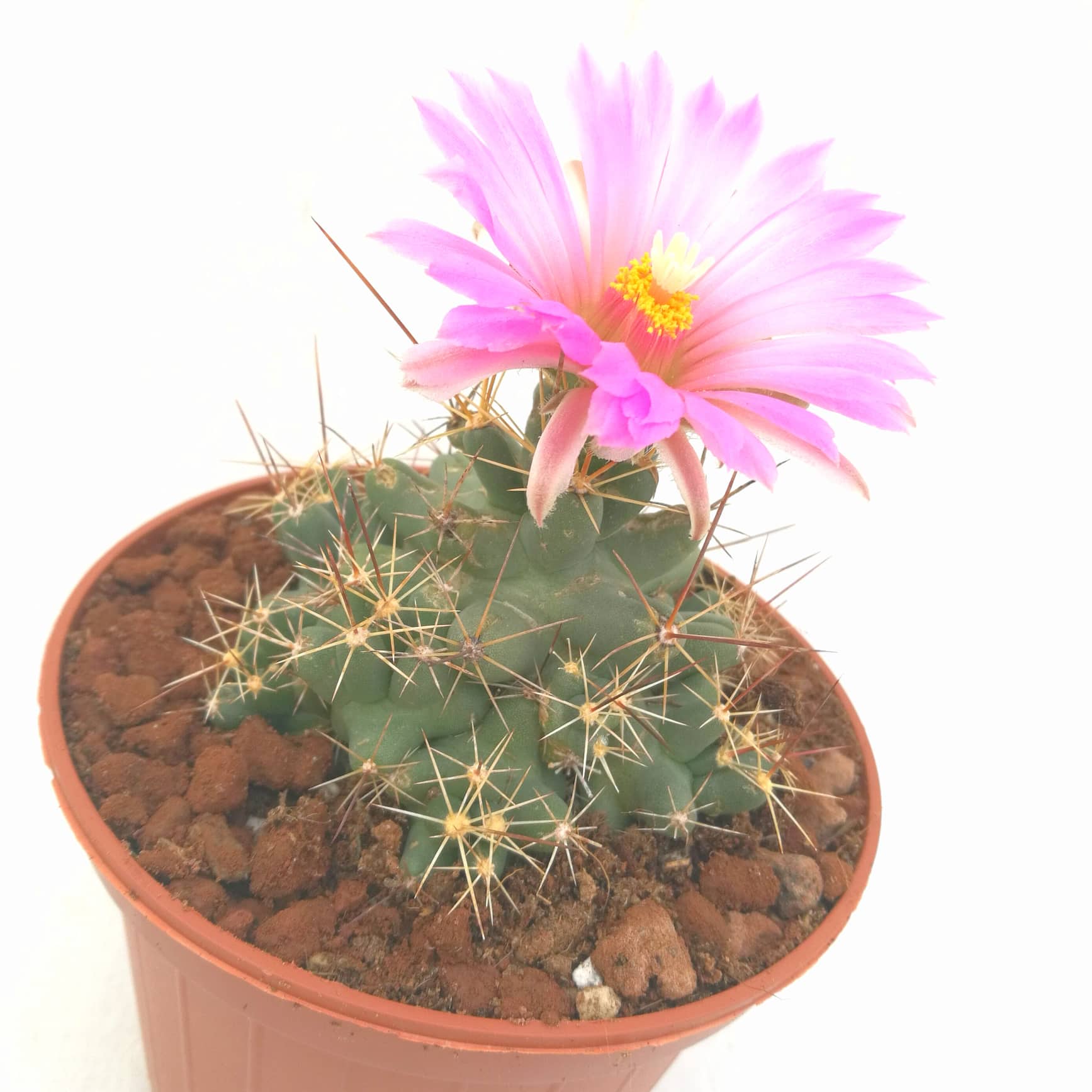 Coryphantha macromeris var. runyonii - Carnosa & Spinosa