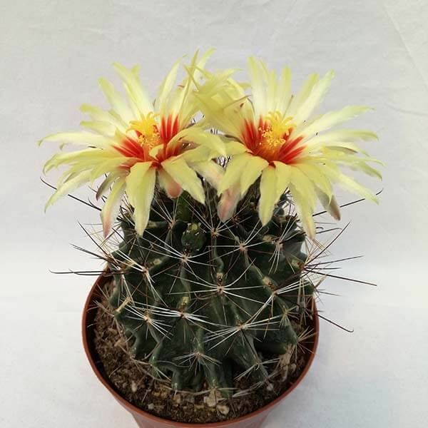 Hamatocactus setispinus - Carnosa & Spinosa