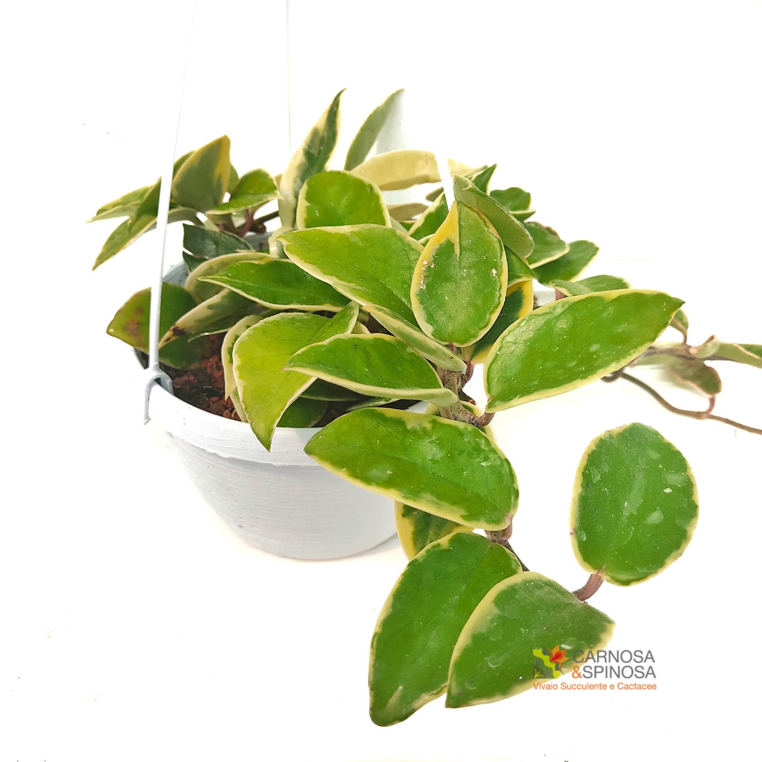 Hoya Carnosa Variegata - Carnosa & Spinosa