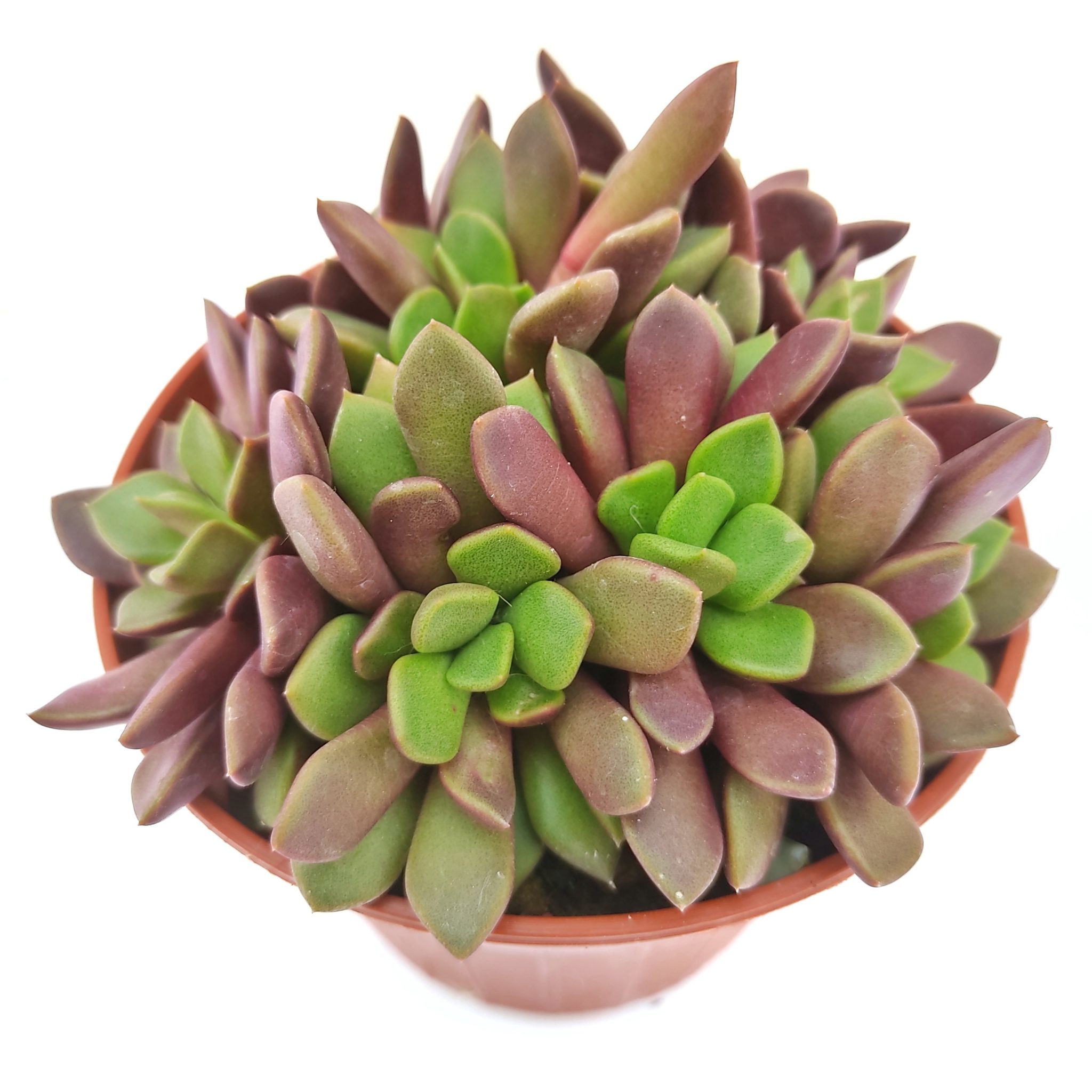 Anacampseros Rufescens "Sand rose" - Carnosa & Spinosa