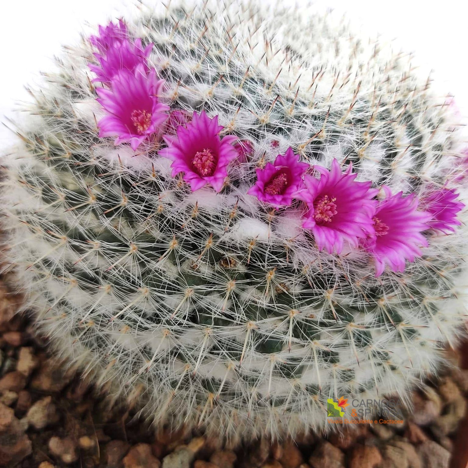 Mammillaria Hahniana Carnosa Spinosa