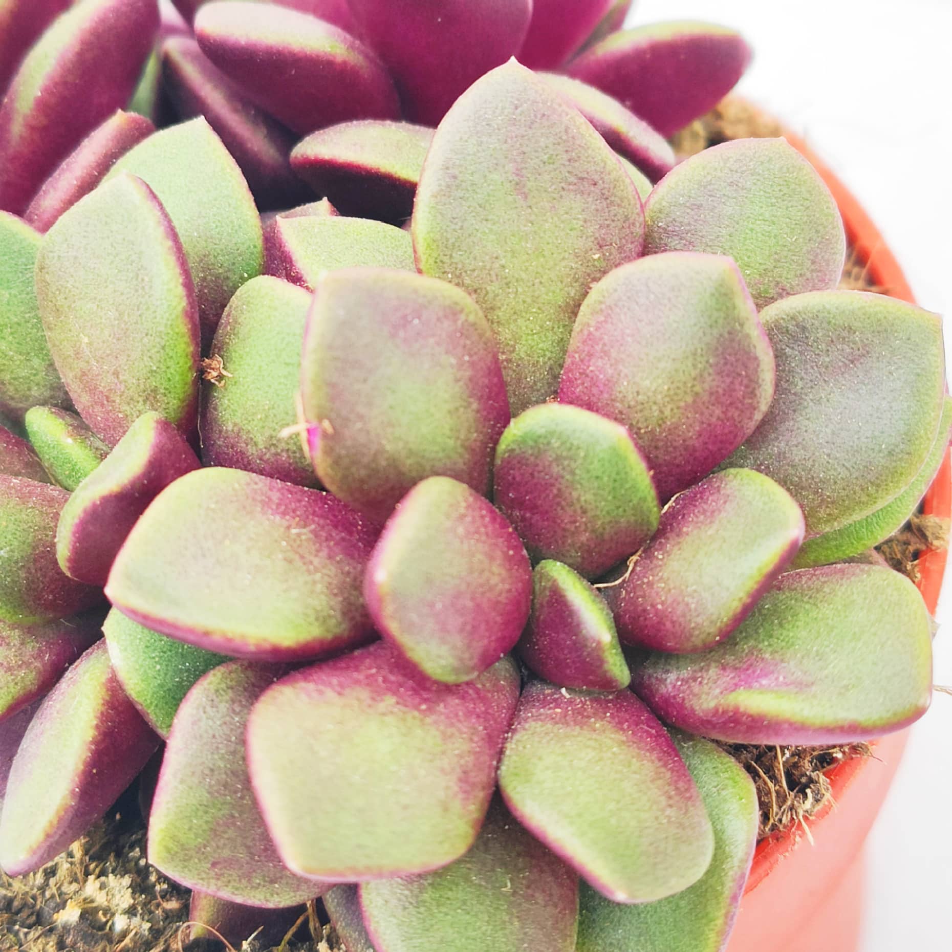 Anacampseros rufescens "Sand rose" - Carnosa & Spinosa