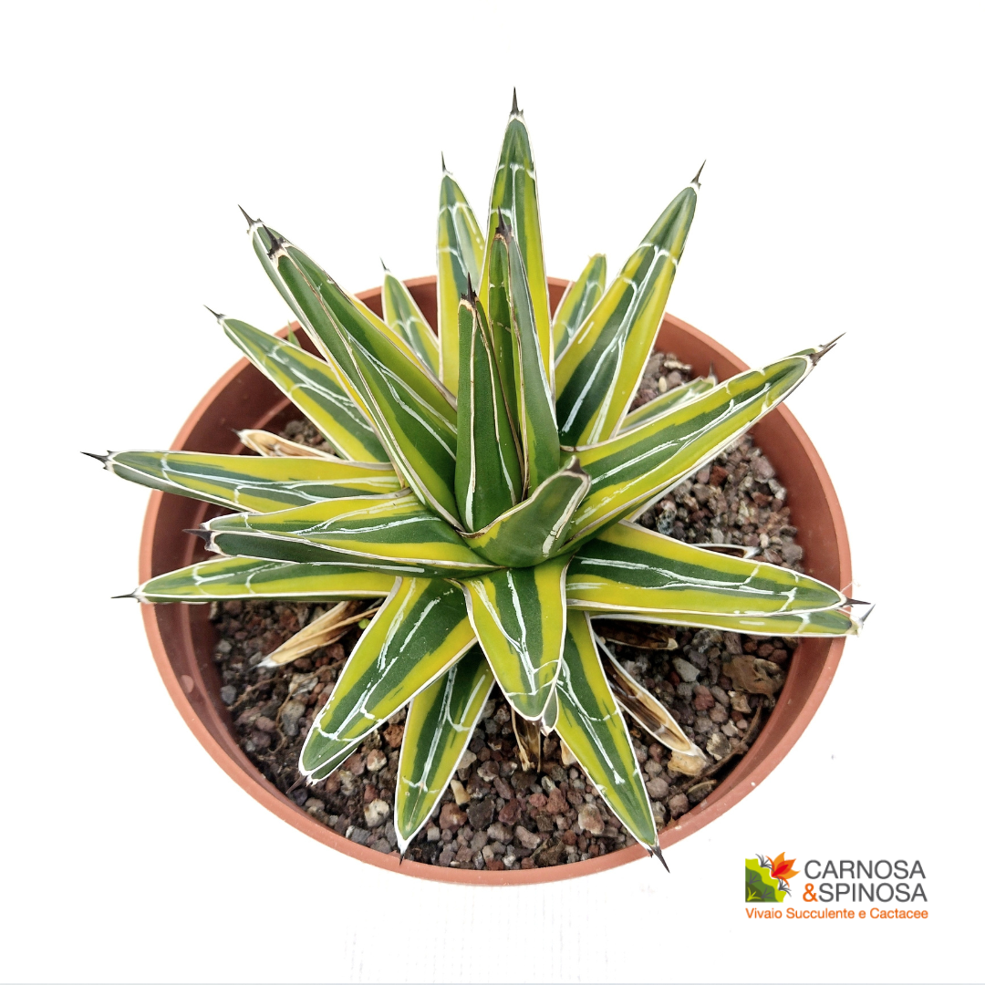 Agave victoriae-reginae variegata 'Golden Princess' - Carnosa & Spinosa