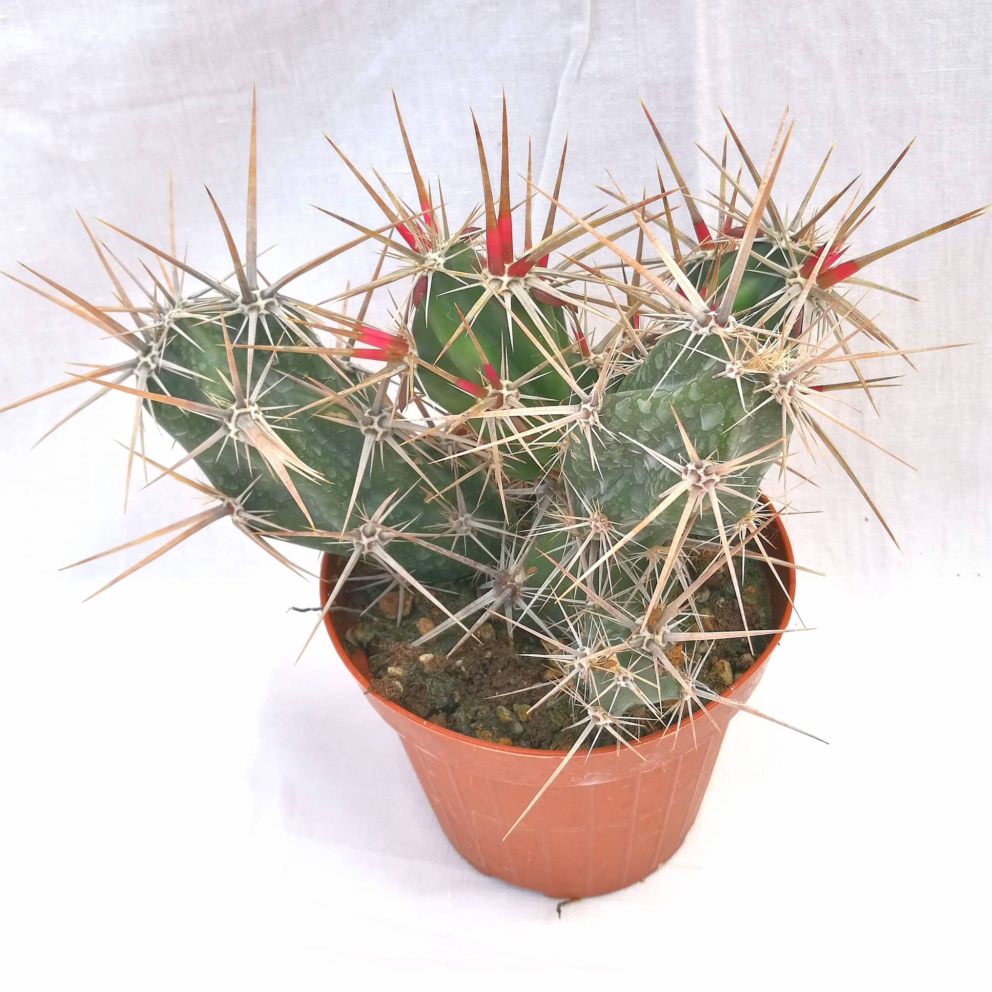 Opuntia invicta - Carnosa & Spinosa