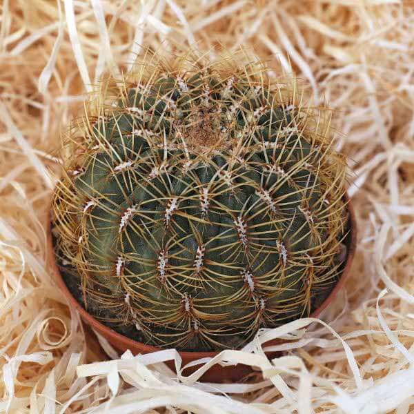 Oroya neoperuviana - Carnosa & Spinosa