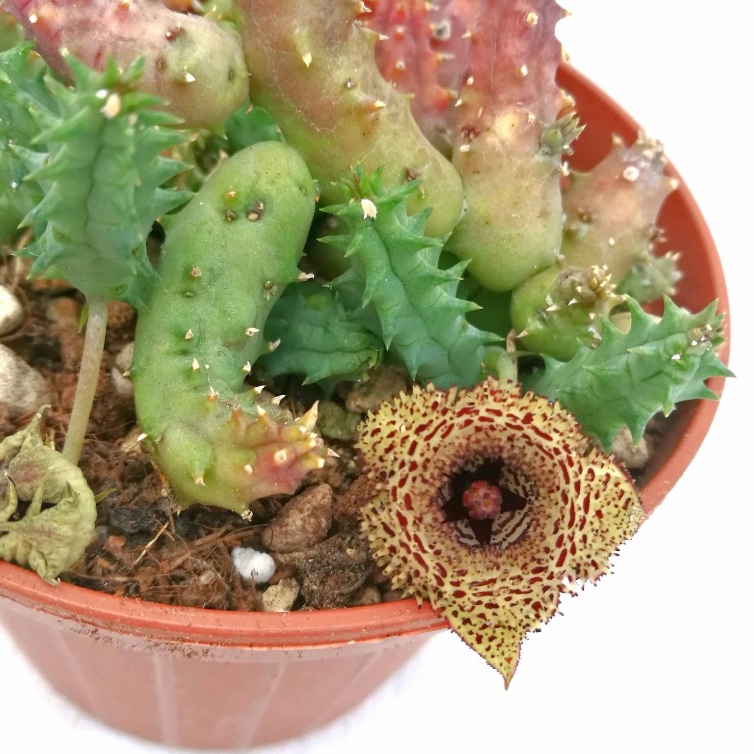 Stapelia hystrix - Carnosa & Spinosa