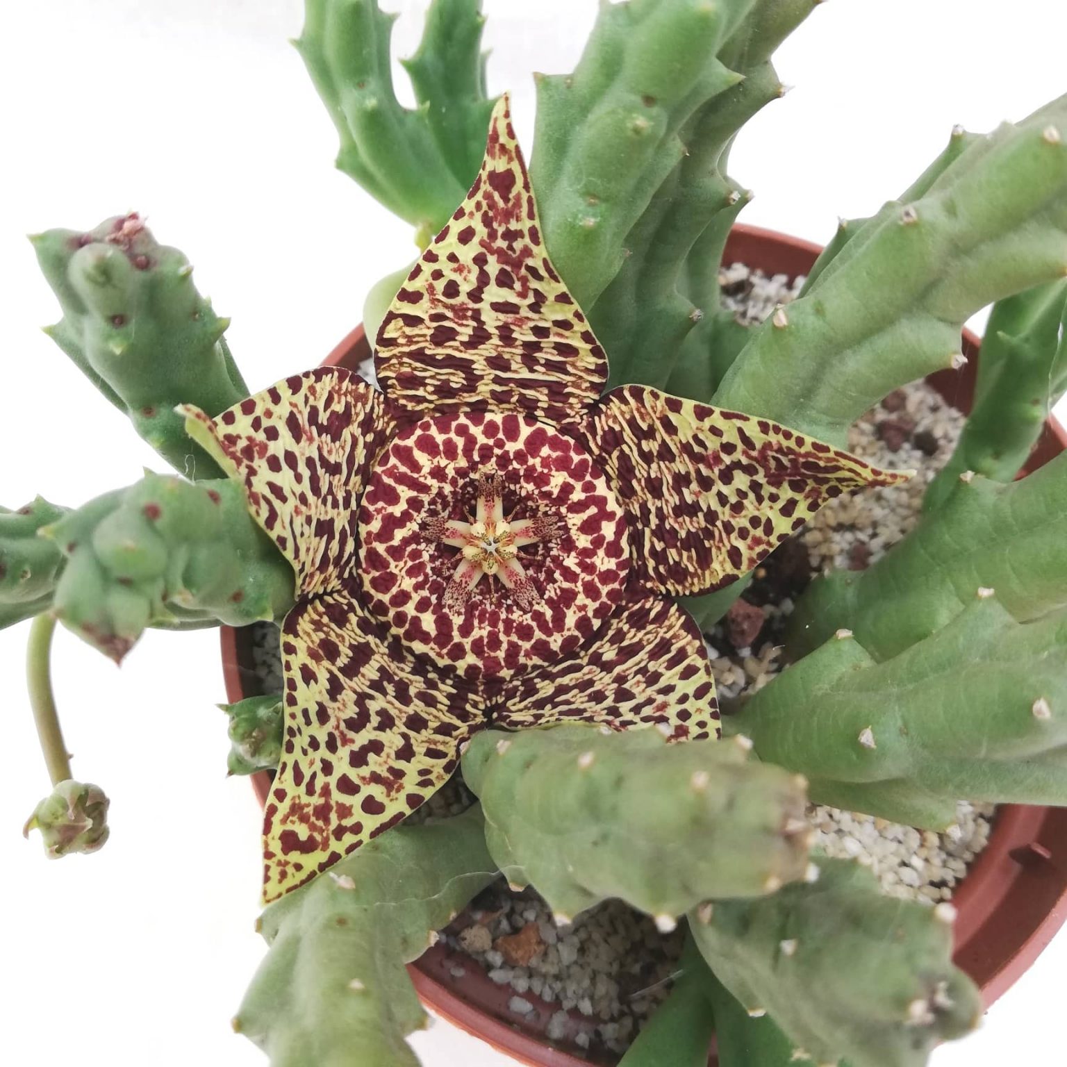 Stapelia Variegata - Carnosa & Spinosa