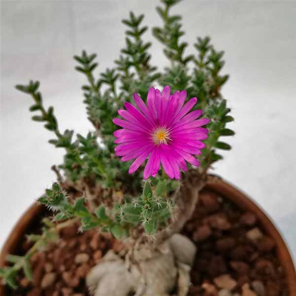 Trichodiadema bulbosum - Carnosa & Spinosa