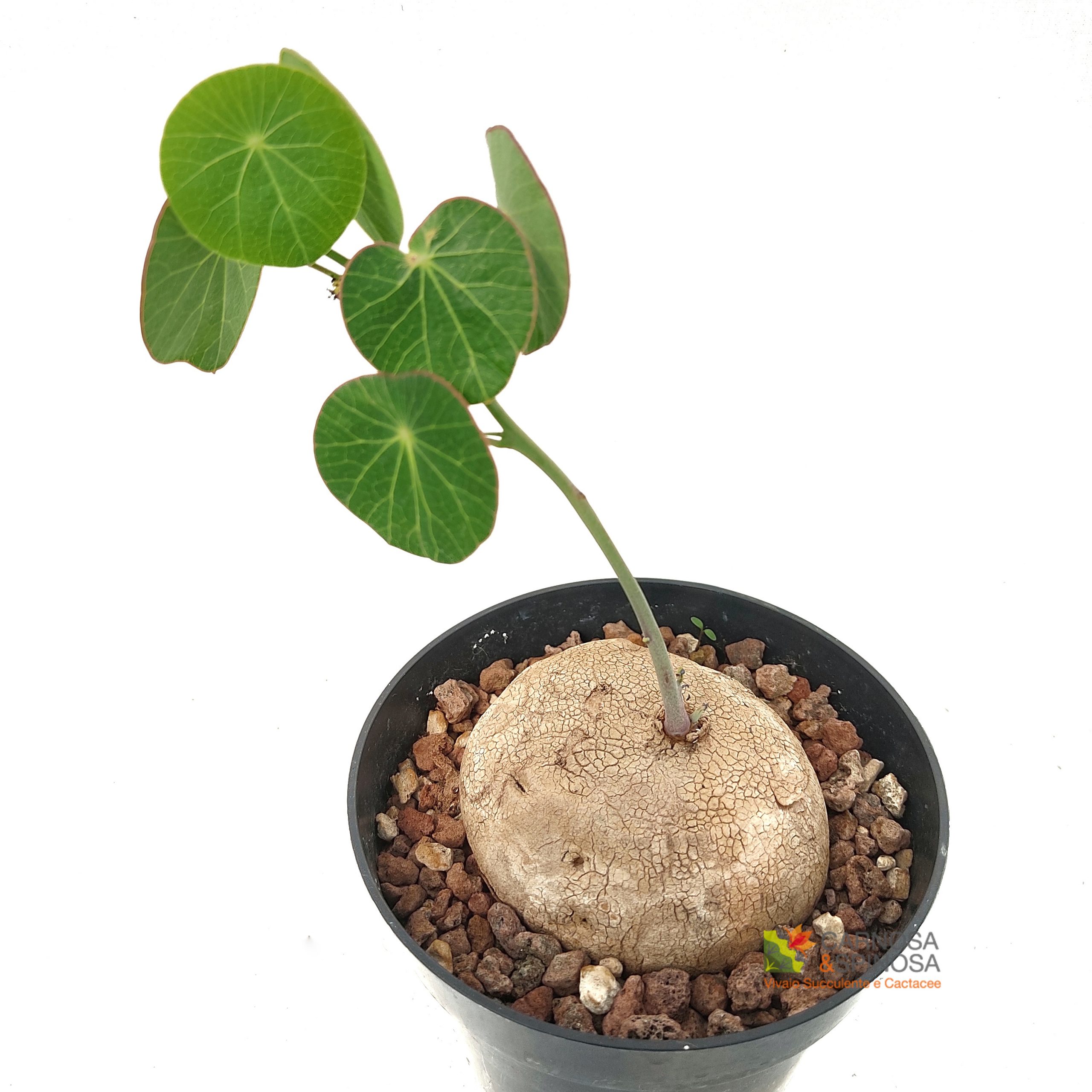 Stephania Erecta - Carnosa & Spinosa