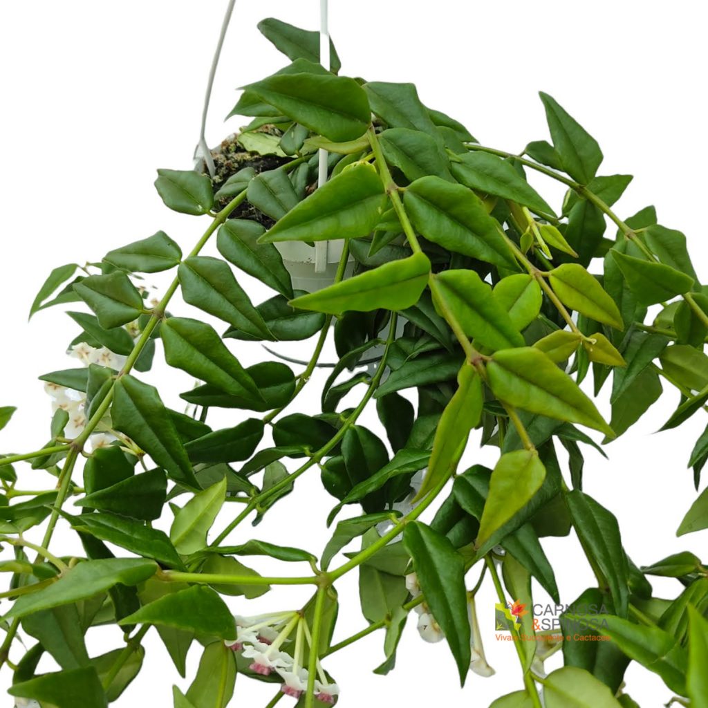 Hoya Bella - Carnosa & Spinosa