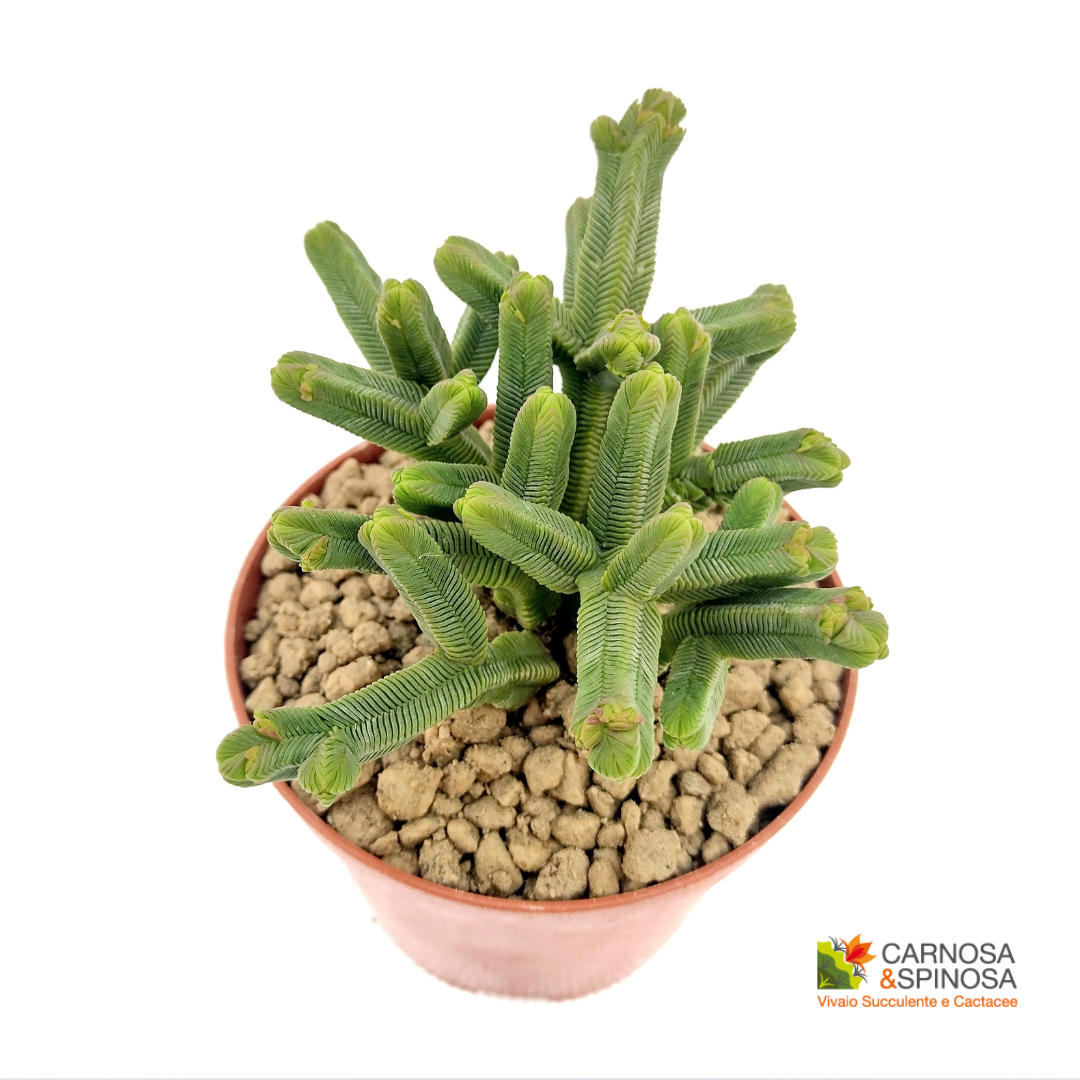 Crassula Pyramidalis - Carnosa & Spinosa
